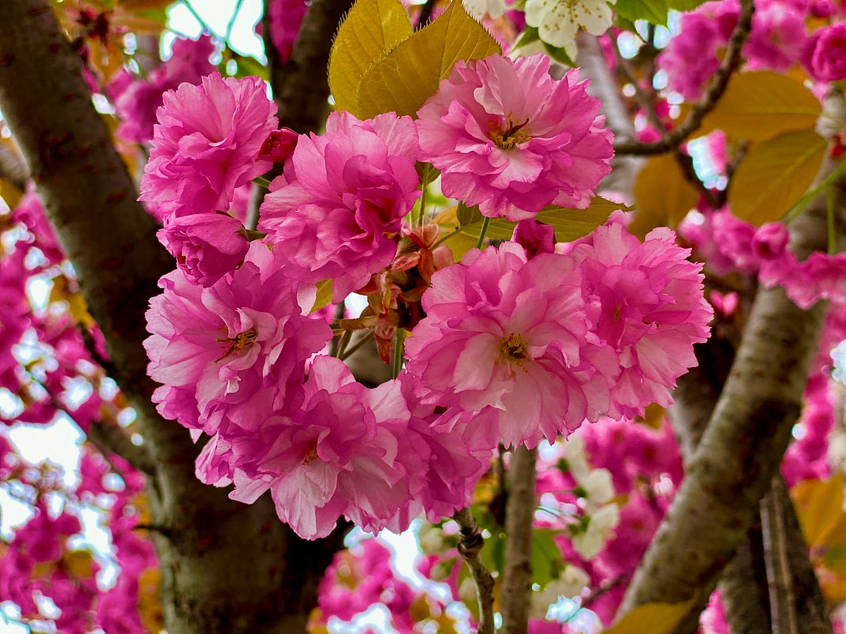 Cherry Blossoms Are Smiling Everywhere: Join My 365-Day Peaceful Photo ...