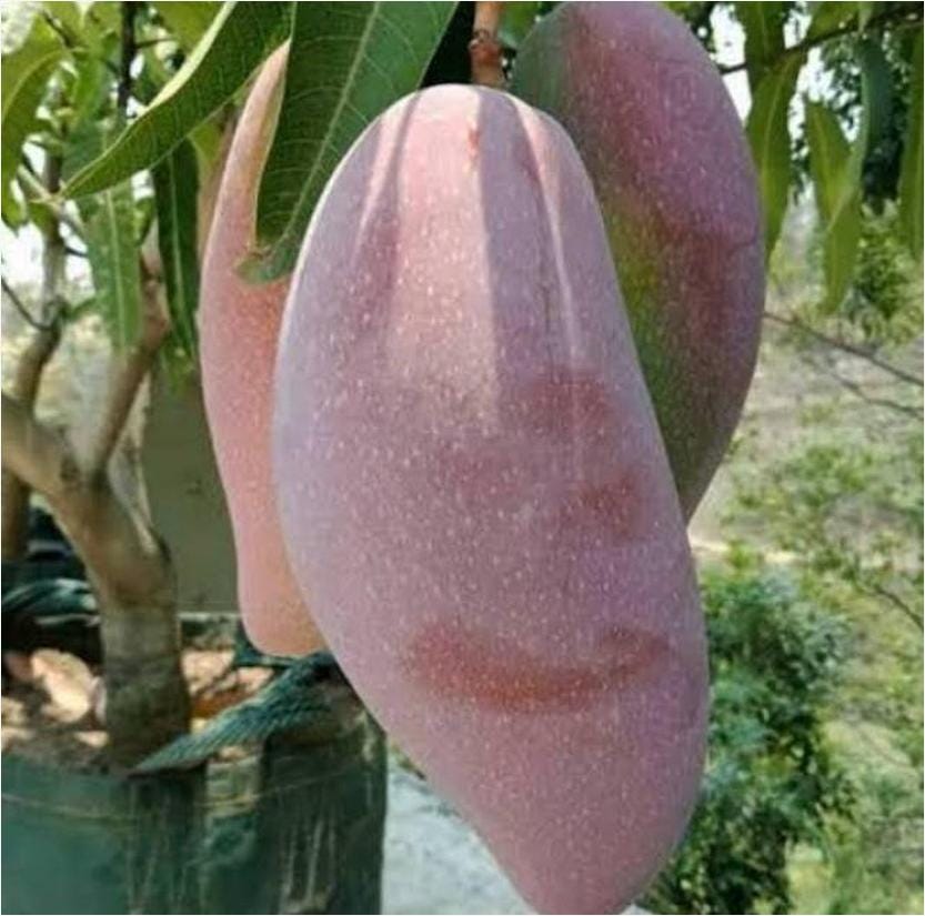 Bibit Mangga Red Ivory Purwakarta | by farzan bibit | Medium