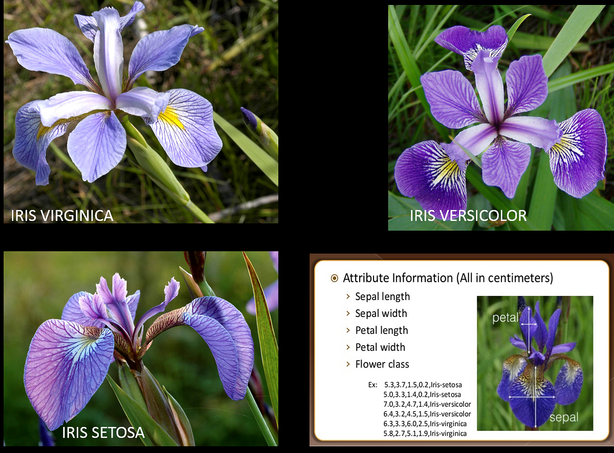 Iris Classification Using Logistic Regression Using Octave By Pranav 7873