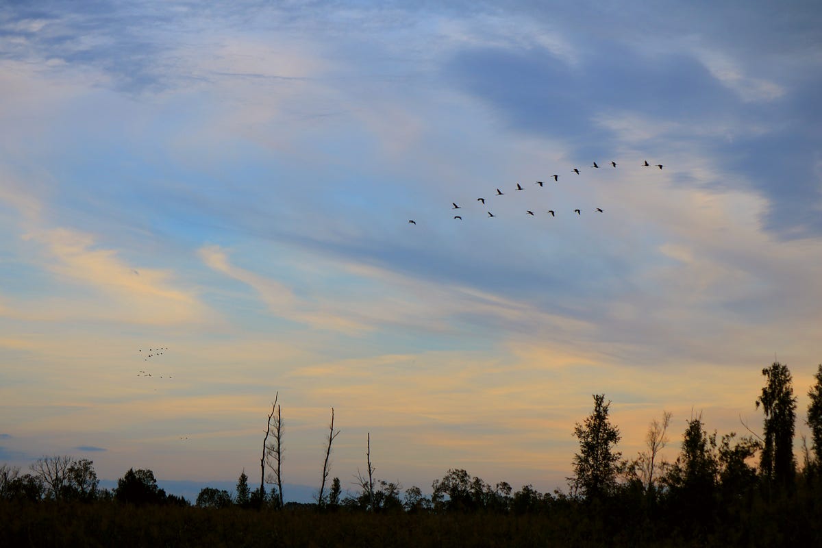 When the Birds are Heading South. Week 112 of the photographic… | by ...