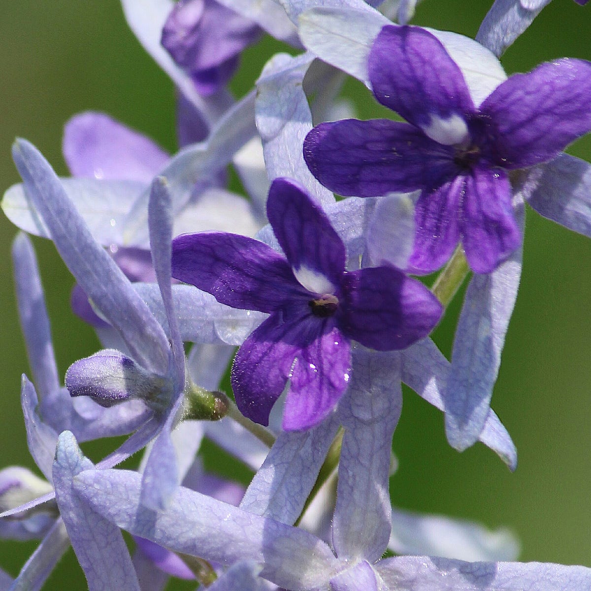 Orchids. - yu jin landscape photography. SOE THAN. - Medium