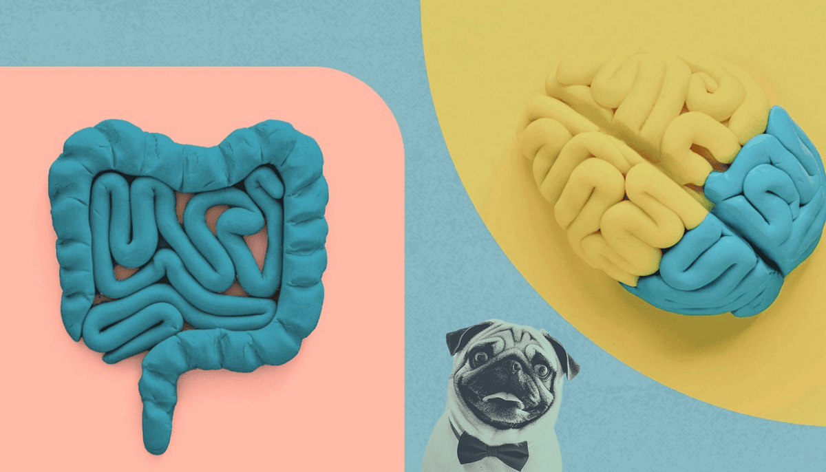 Gut Instincts: How Our Stomachs Shape Our Minds | by BWenz The Pug 🐾 ...
