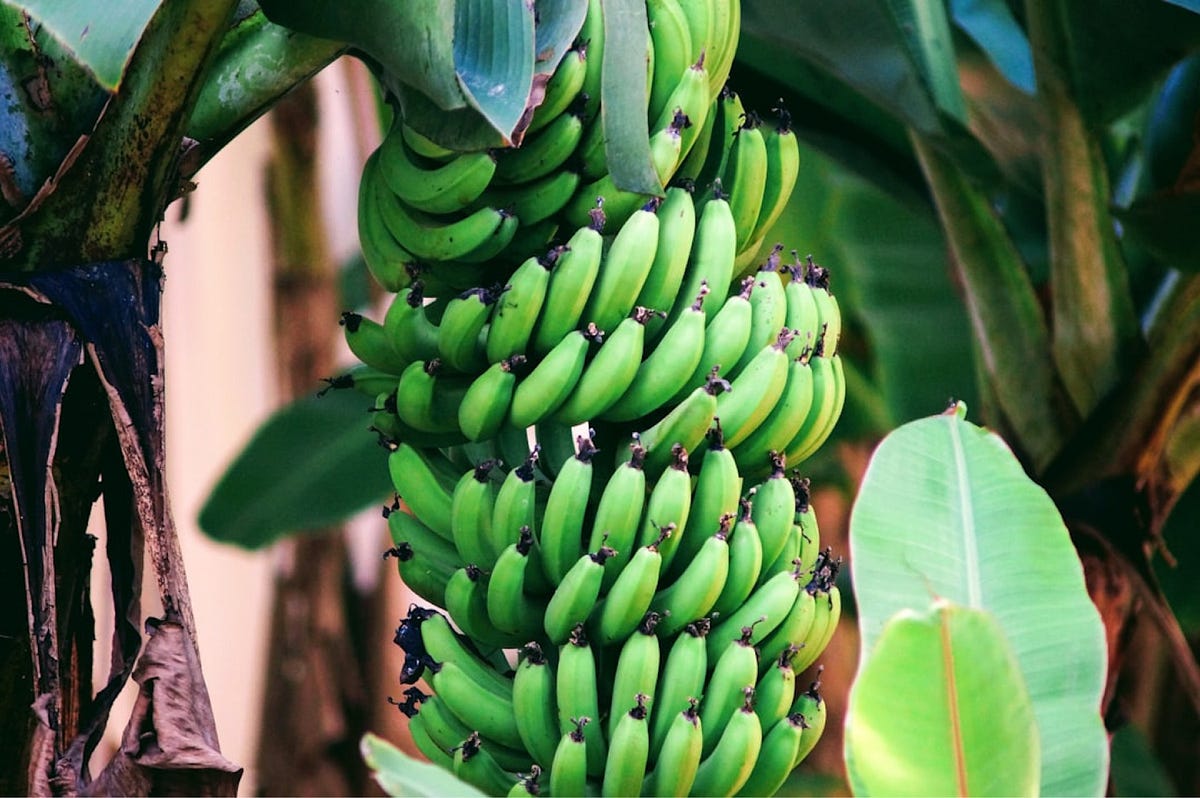 I gave my boss a banana tree. Project 365: Day 4 | by Lacey | Medium