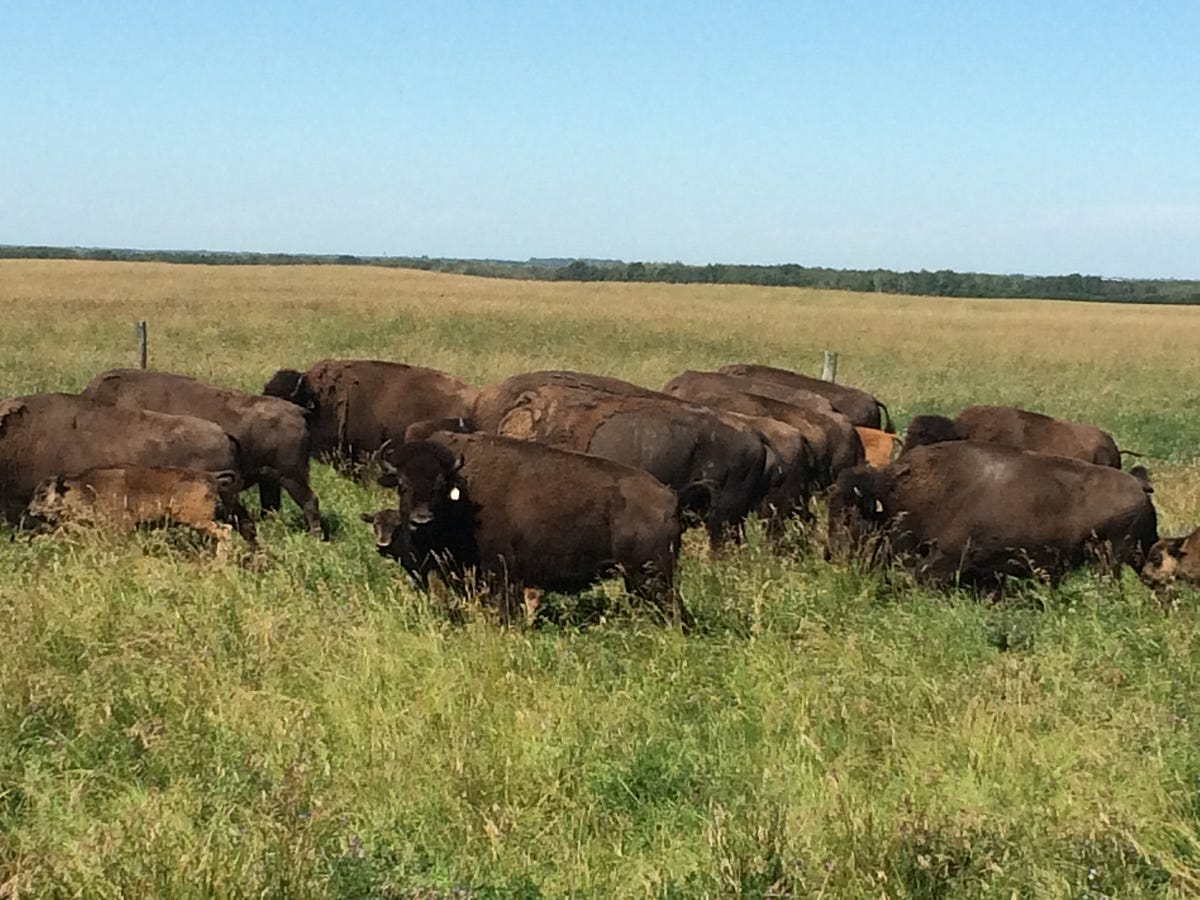 A cultural and ecological keystone species: North American buffalo to ...
