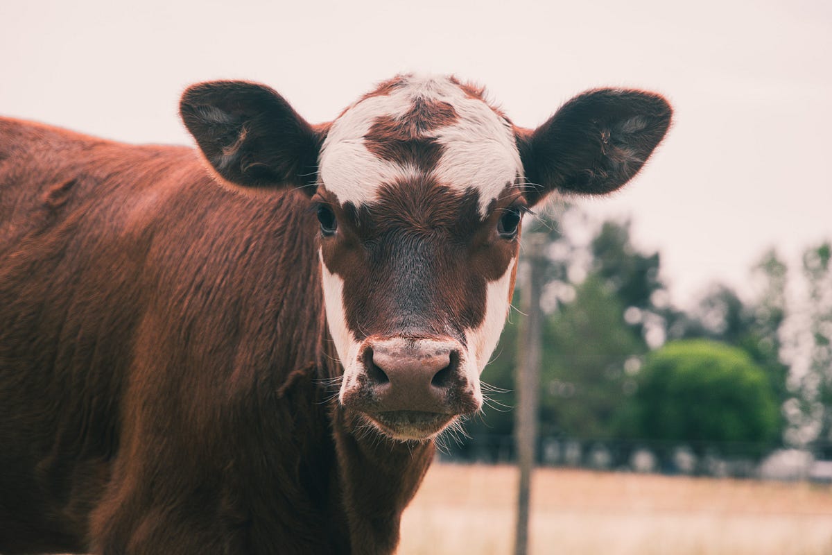 15. Newser: Why Breed Dairy to Beef? | by Faith Barringer | Medium