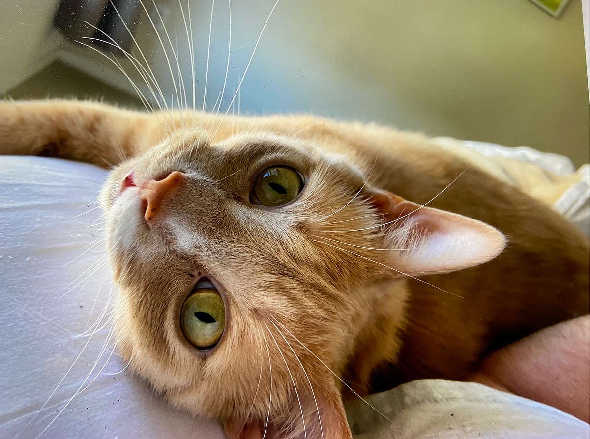 The Purrfect Life: Musings of a Feline Overlord | by Maria Chambers ...