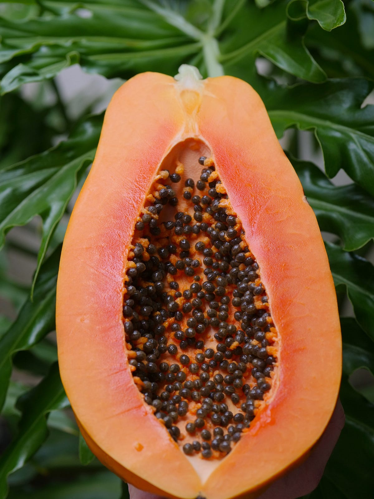 5 Benefits of Papaya for Human Health | by Healthy Living Everyday | Medium