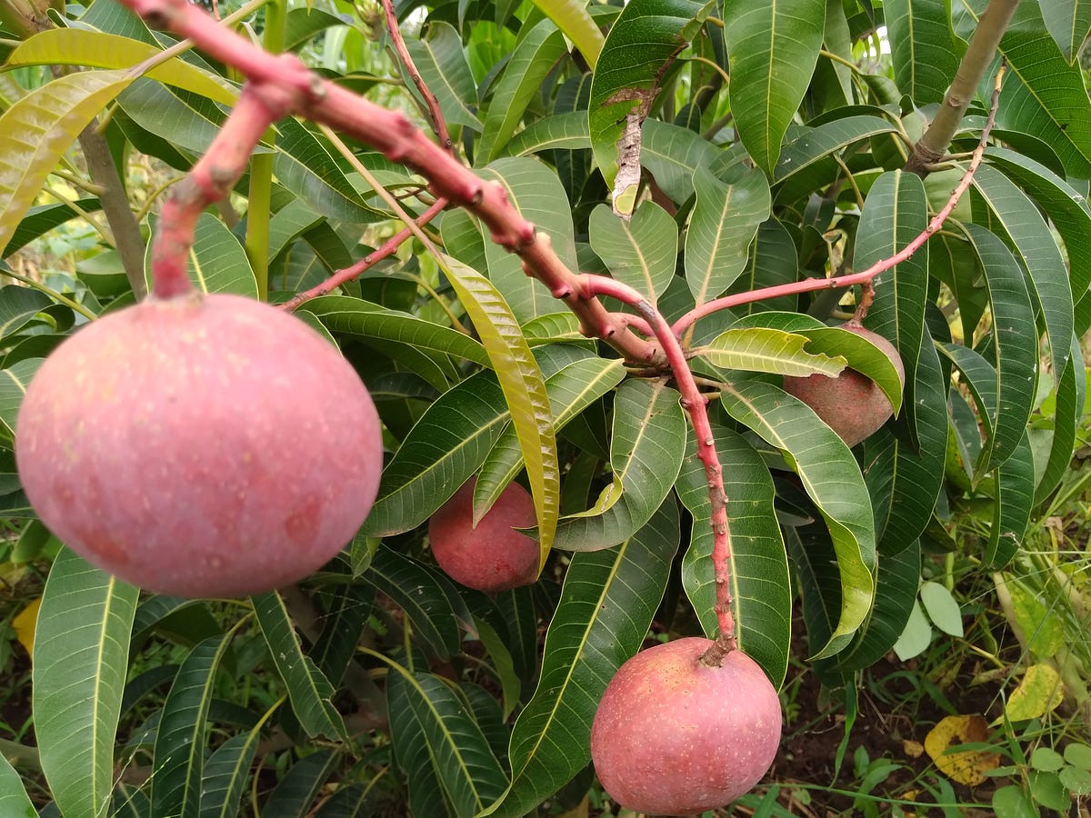 Deep Learning in Agriculture. Detection of Diseases and Pests in a ...
