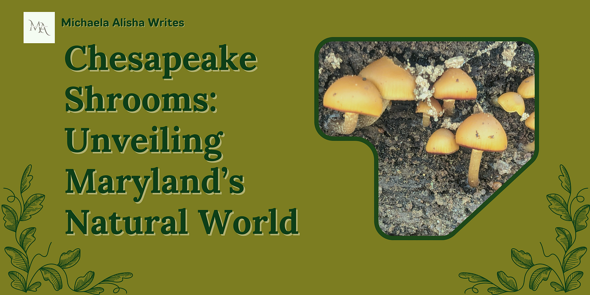 New Series! “Chesapeake Shrooms: Unveiling Maryland’s Natural World ...