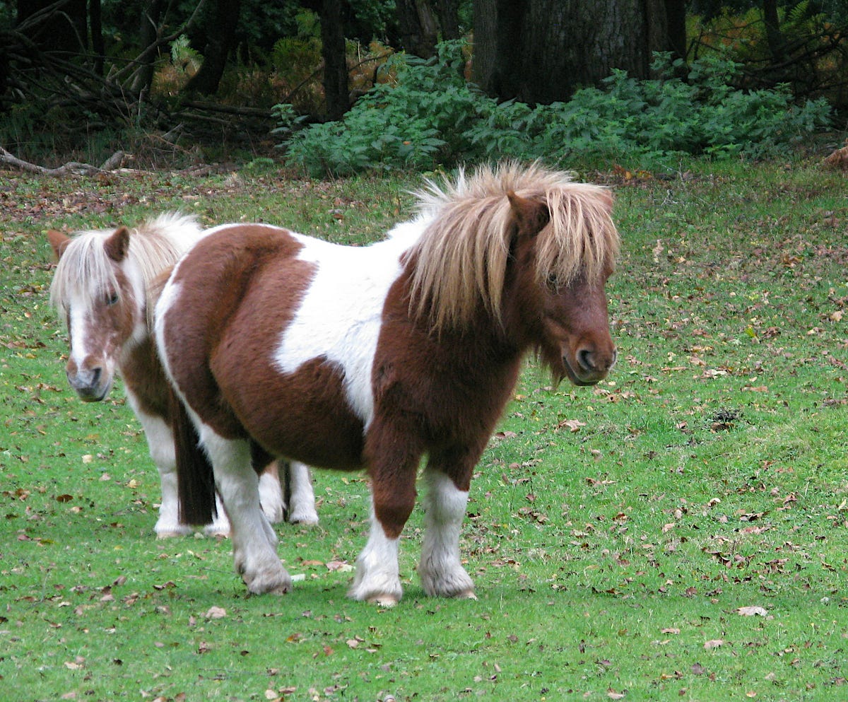 A Thorough and Thoughtful Analysis of the Song “Pony” by Ginuwine | by ...