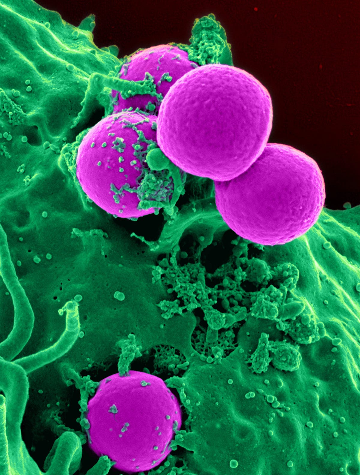 Cancer: For dummies. Learn about the cells in our bodies… | by Nina ...