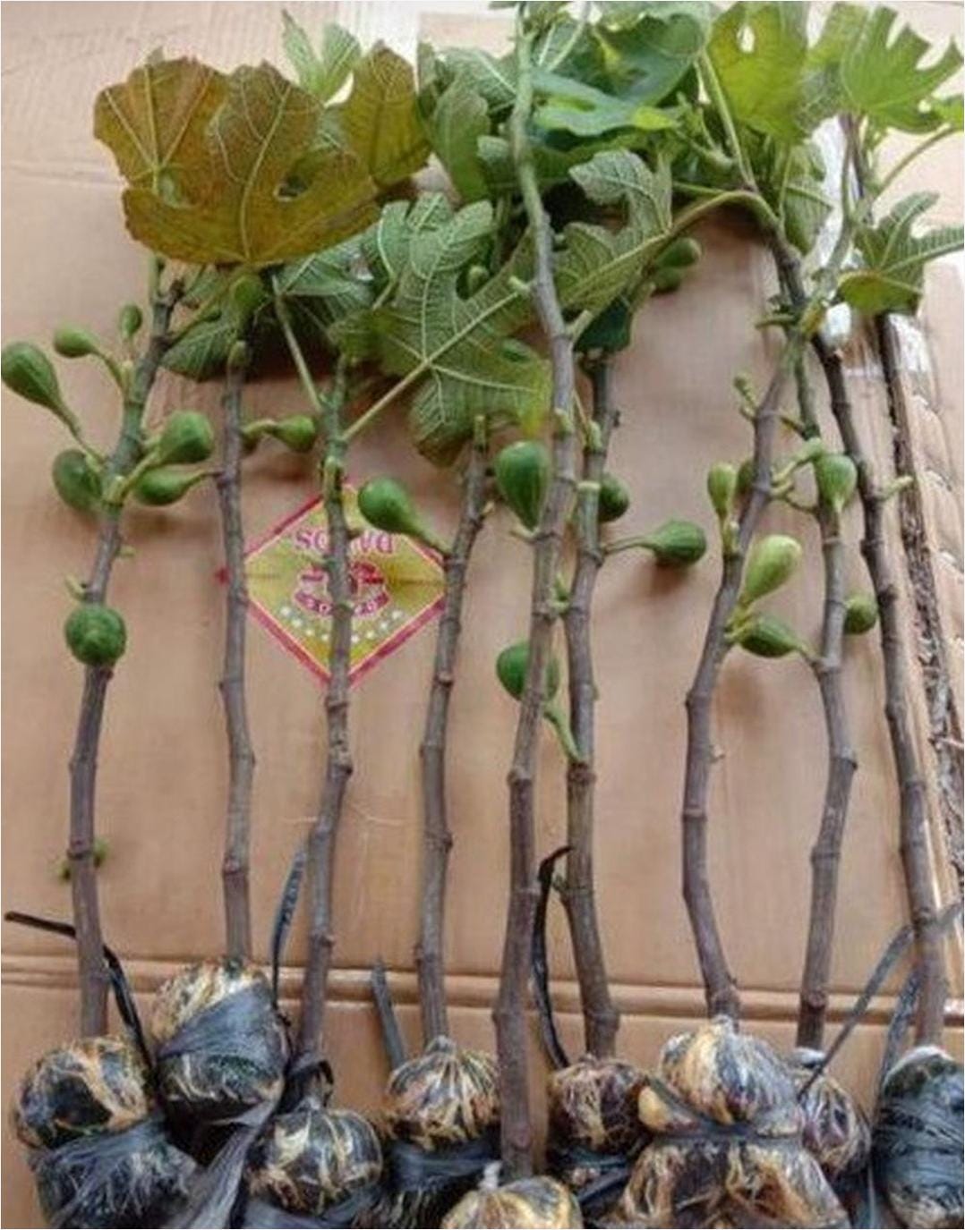 Bibit Tin Fresh Cangkok Tgf Taiwan Golden Fig Brebes Terlaris | by Ezio ...