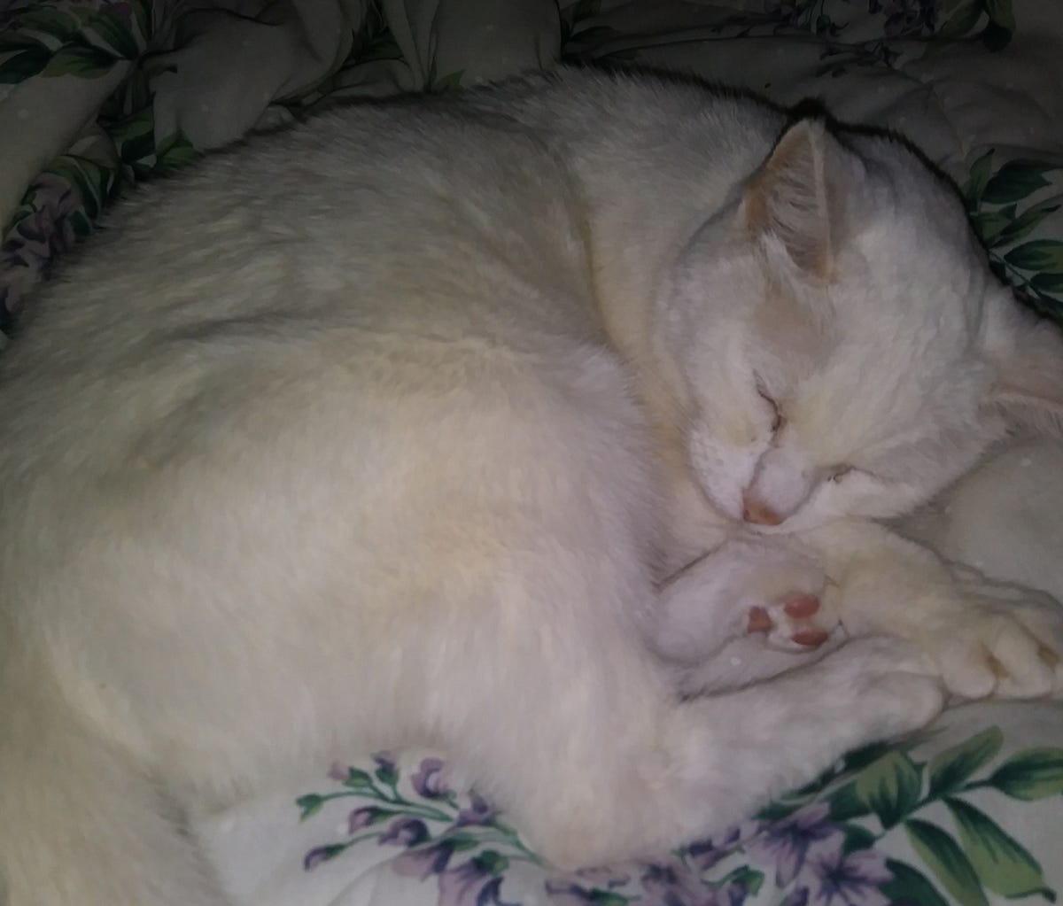 The Last Day Of The Last Cat. The last day of Willow, the last cat ...