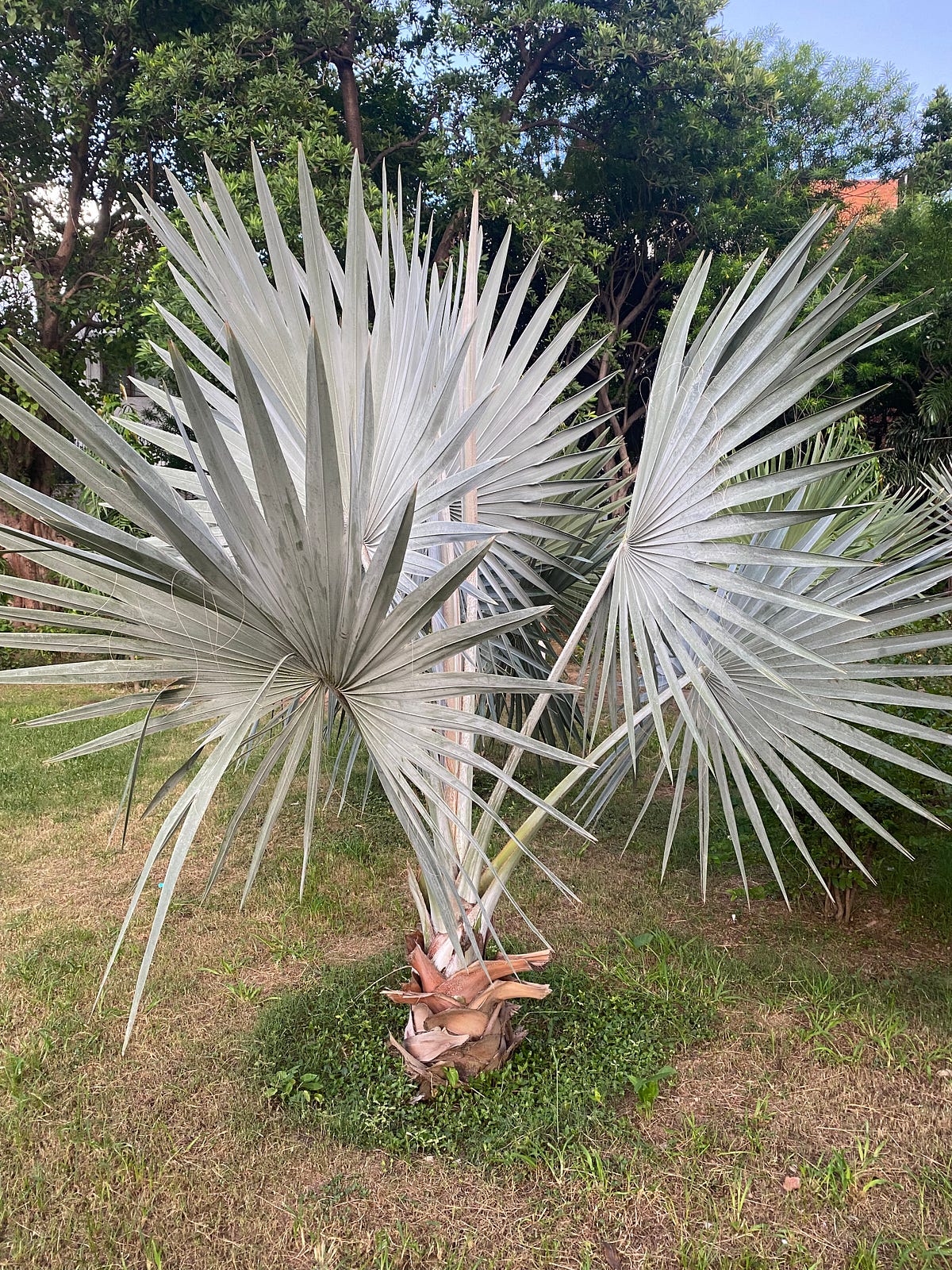 The Silver Palm Spreads Its Glamorous Shining Fan | by Dr. Preeti Singh ...