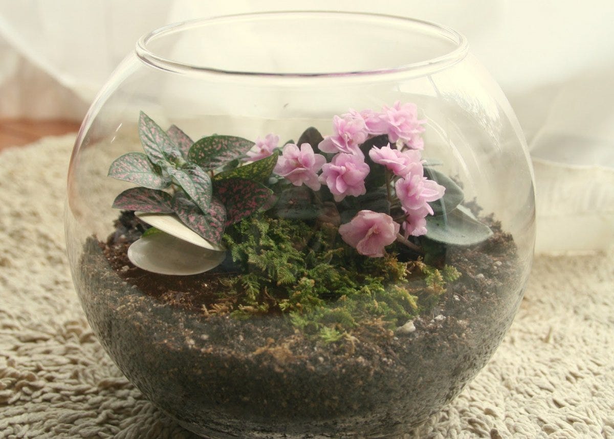 Exploring the Lush World of Terrariums in Sydney | by Flowershop | Feb ...