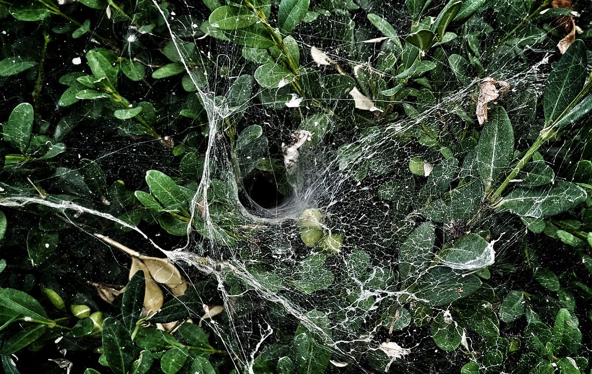The Silken Trail. And a web of dreams | by Taylor D. Levesque | The ...