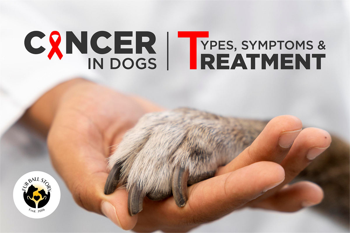 Cancer in Dogs: Types, Symptoms, and Treatment Options | by priy | Jul ...