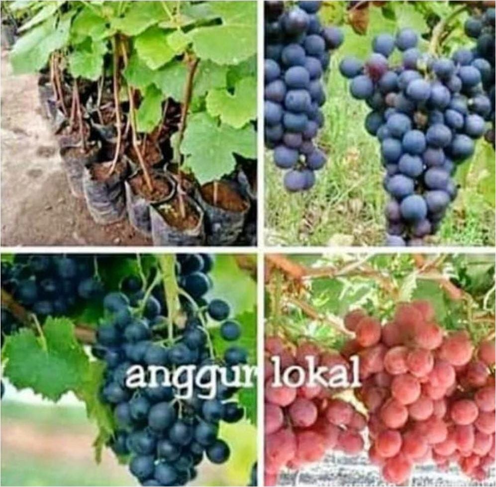 Bibit Anggur Merah Siap Berbuah Probolinggo Terlengkap | by ...