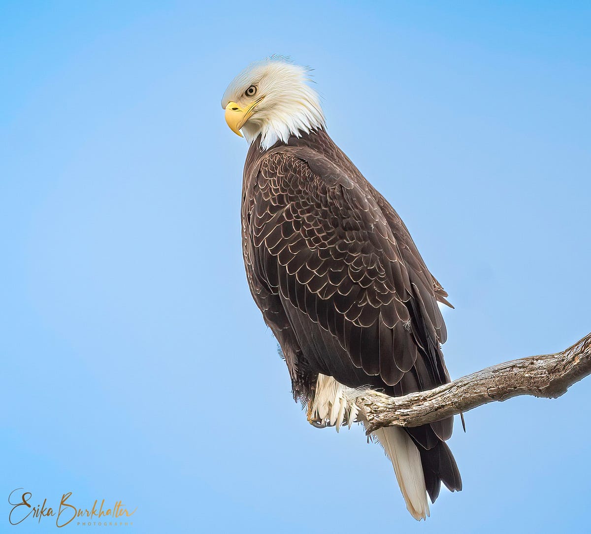 Portrait of an Eagle. In search of majestic beauty | by Erika ...