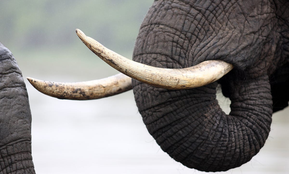 Everything you ever wanted to know about the illegal ivory trade, as ...