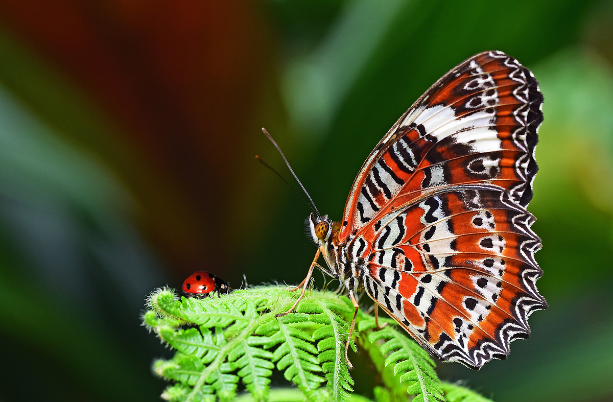 La mariposa valiente. https://medium.com/@rolocoto/the-brave-b… | by ...