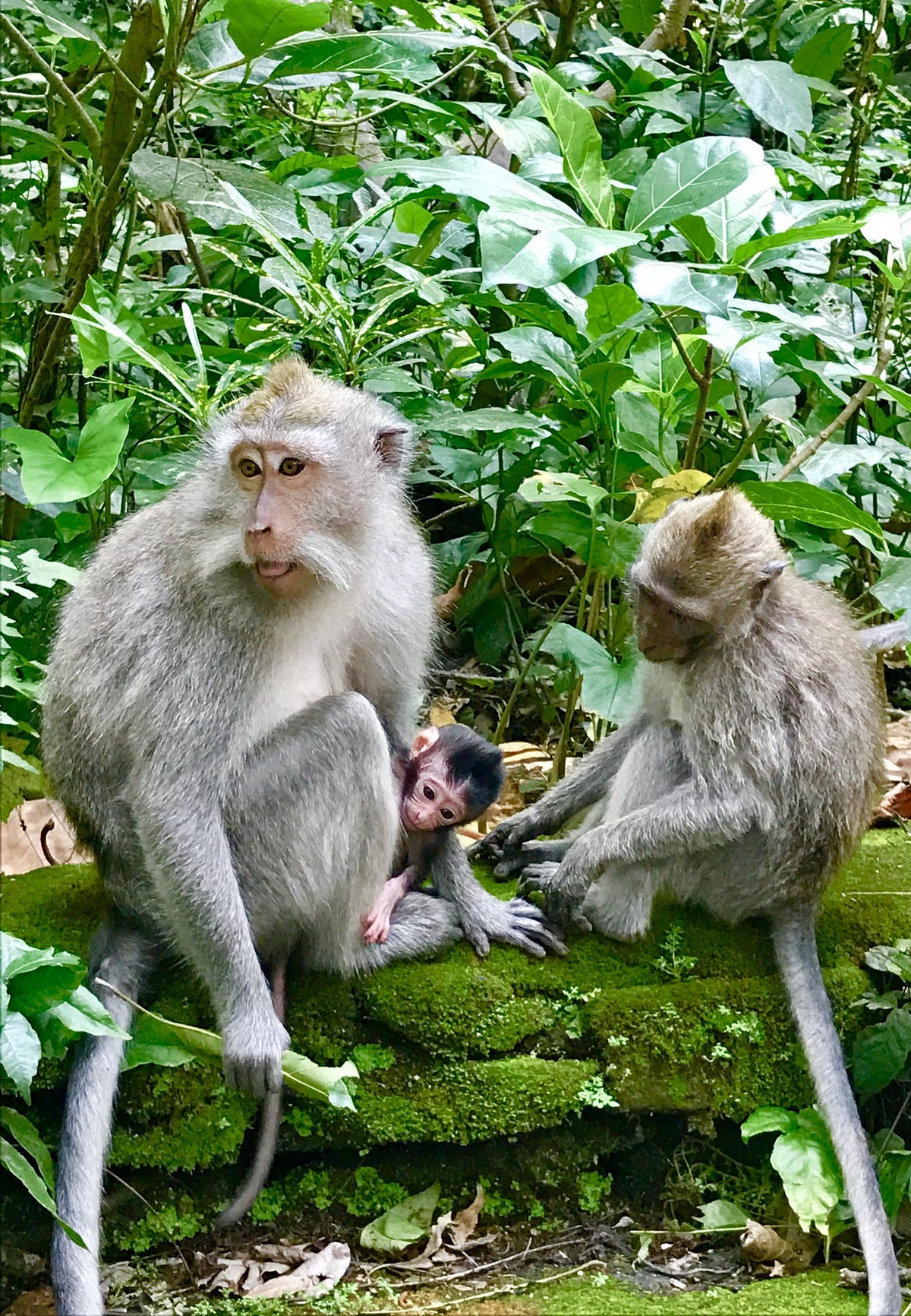 The Prostitute, The Housemaid, and the Little Brown Monkey | by Abril ...
