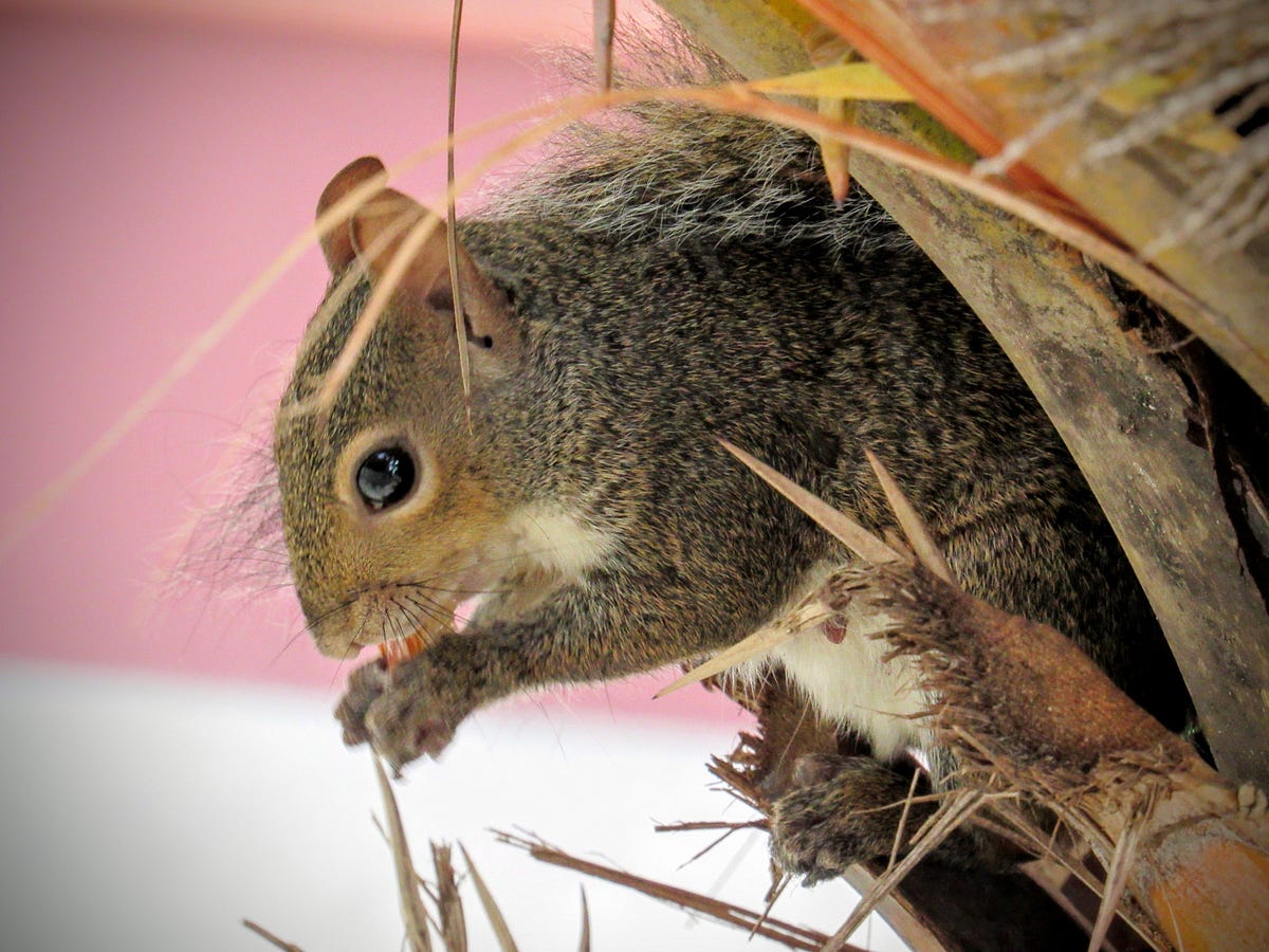 Squirrel Energy. A haiku prompt response | by Dennett | Medium