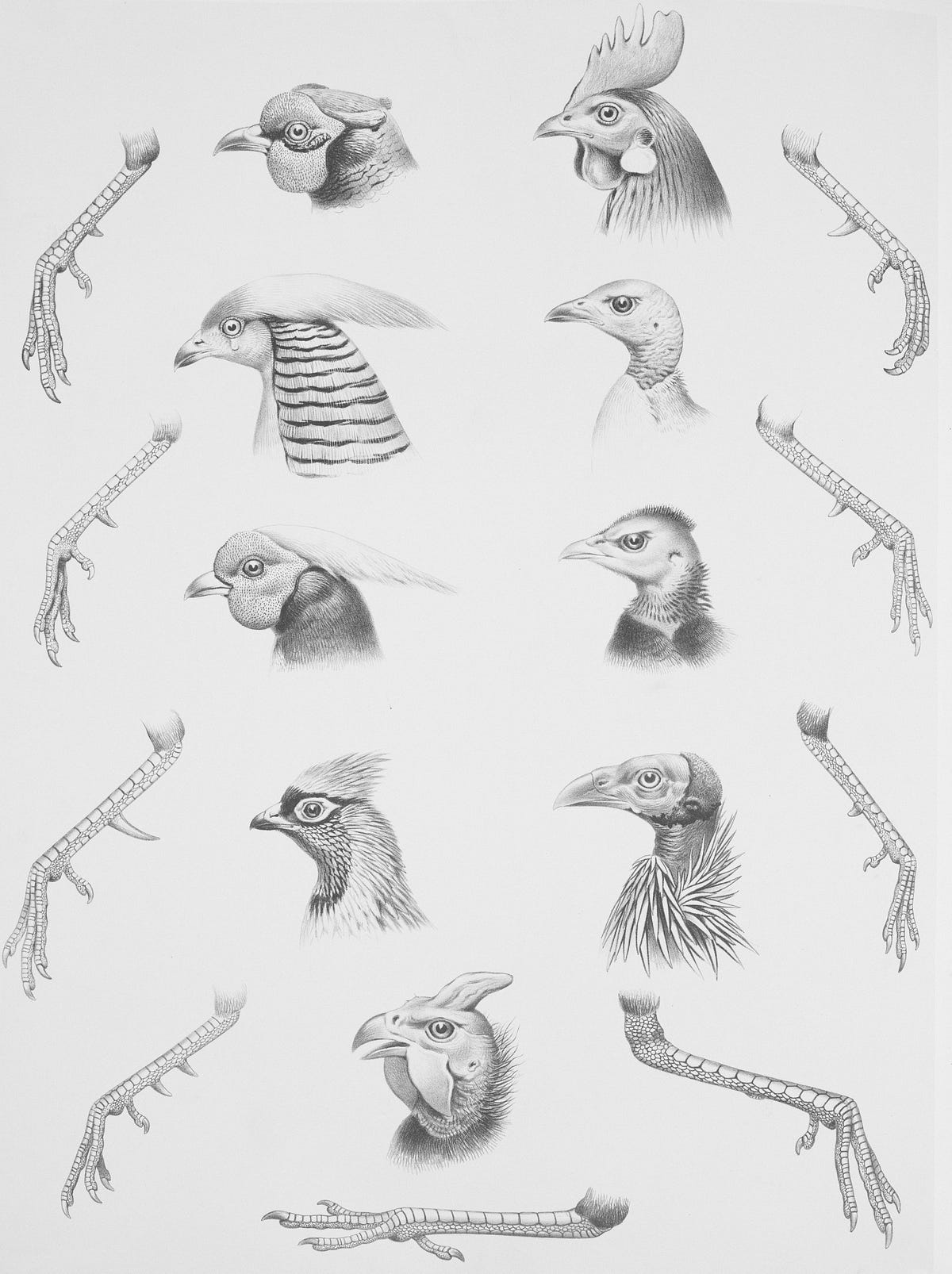 Disproving the Theory of Evolution | by Sarah Q. | Medium