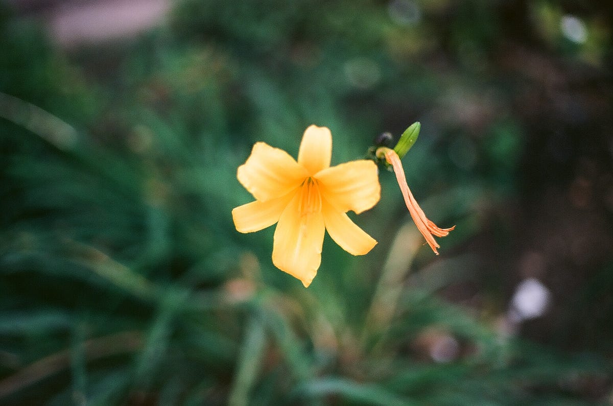 How to Save the Bees. I have moved back to my hometown of… | by Andy ...