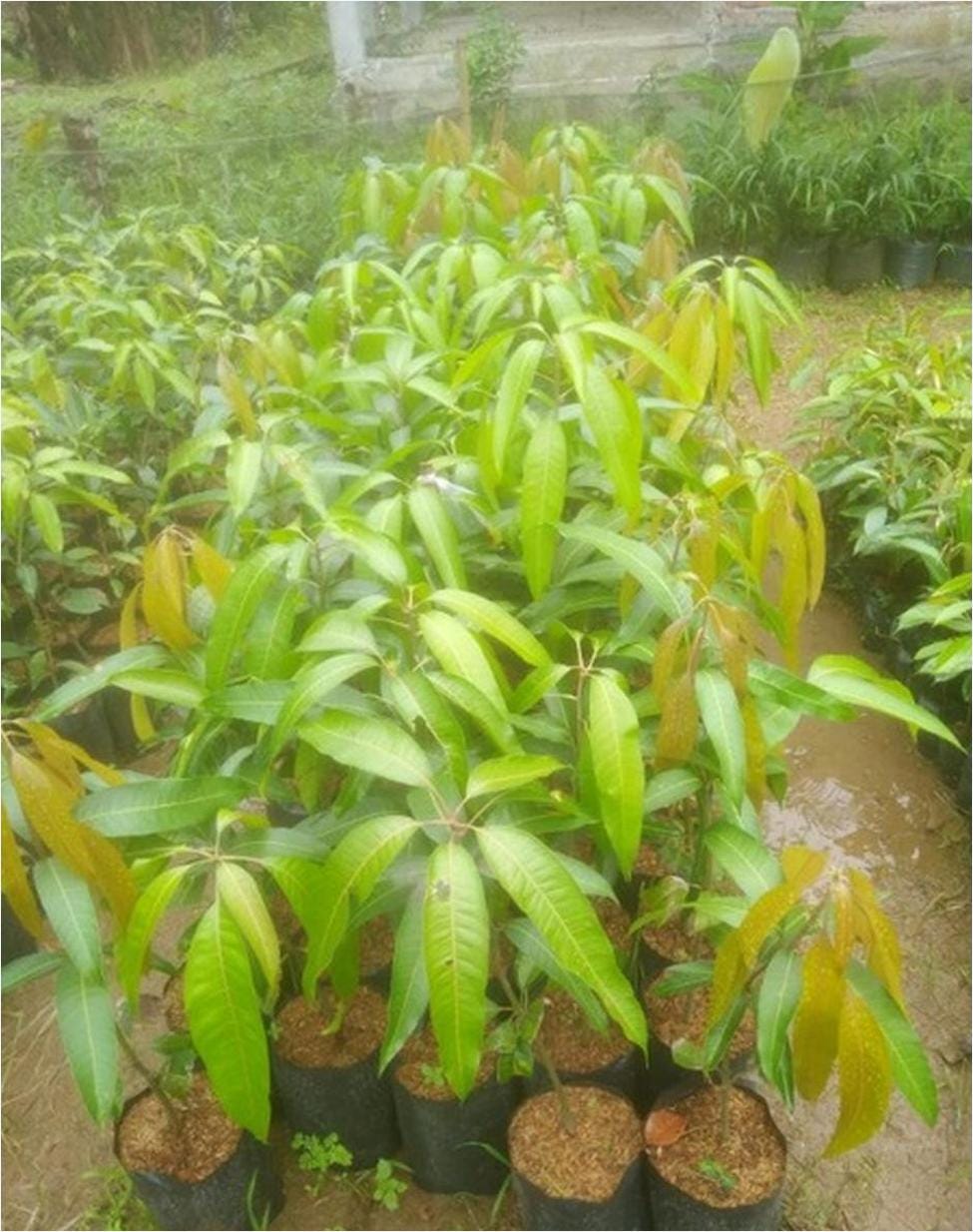 Bibit Mangga Red Ivory Asli Kota Surabaya | by Jogokaryo Gardener | Medium
