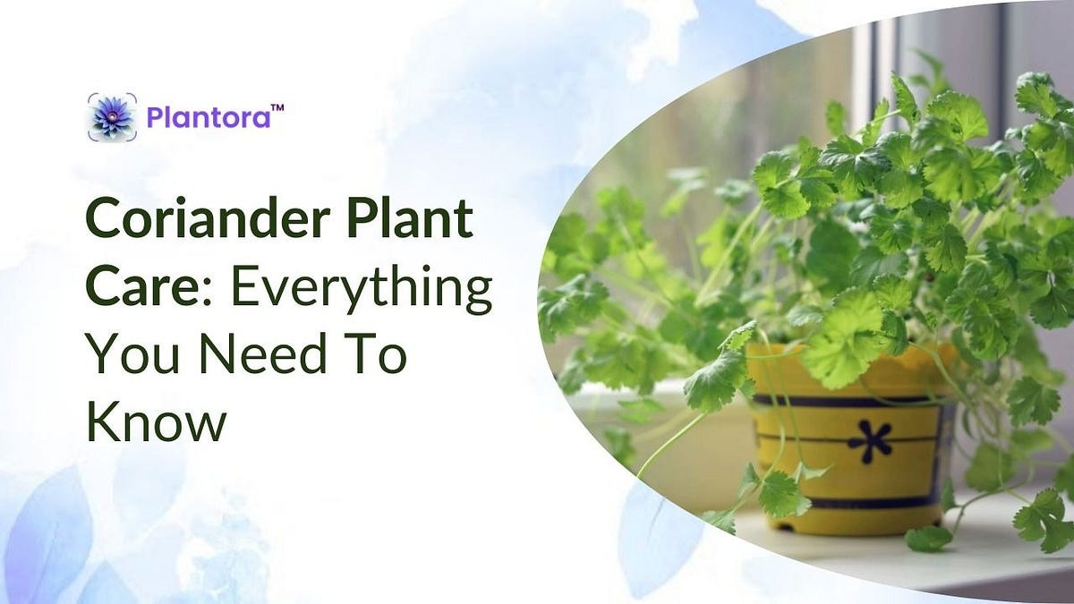 How To Grow And Care For The Coriander Plant? | by PlantoraApp | Sep, 2025 | Medium