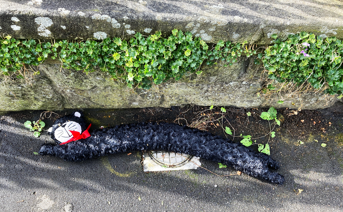 Awww — someone’s cat’s got out. PupperJack wanted to take him home, but ...