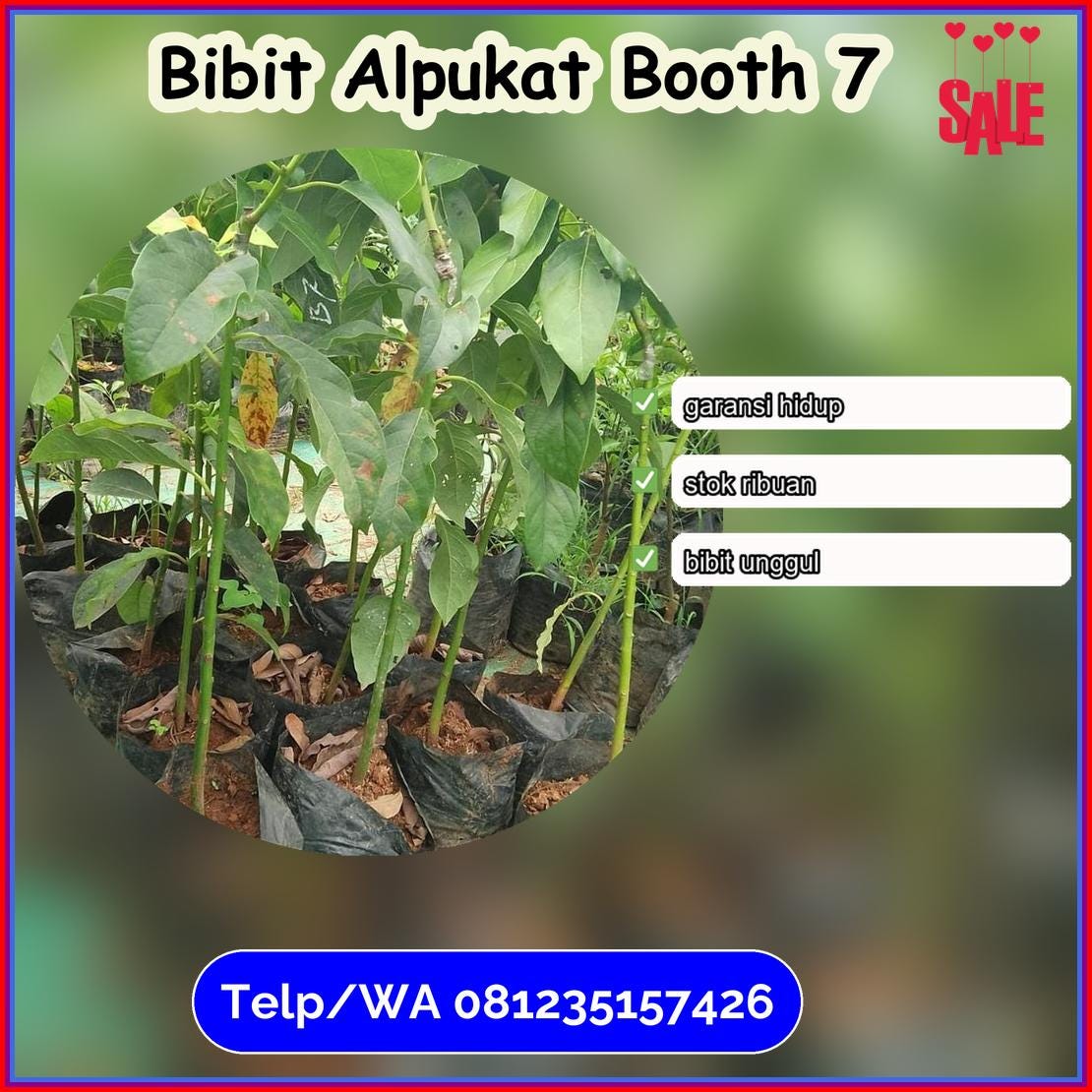 Jual Bibit Alpukat Booth 7 Luwu Utara - Kariyanti Lotus - Medium