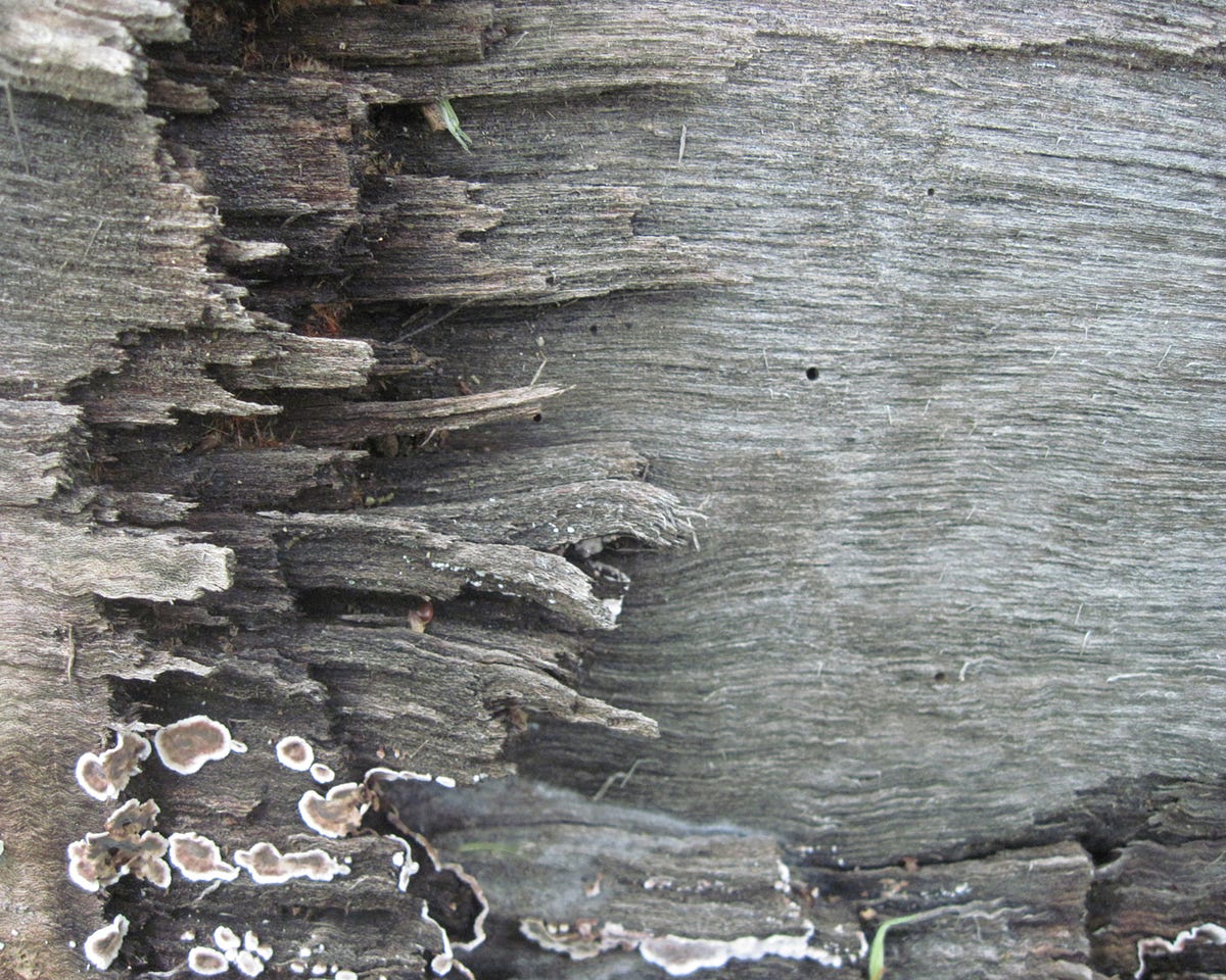 Nature Scavenger Hunt. To end a fun year in photography we… | by Paul ...