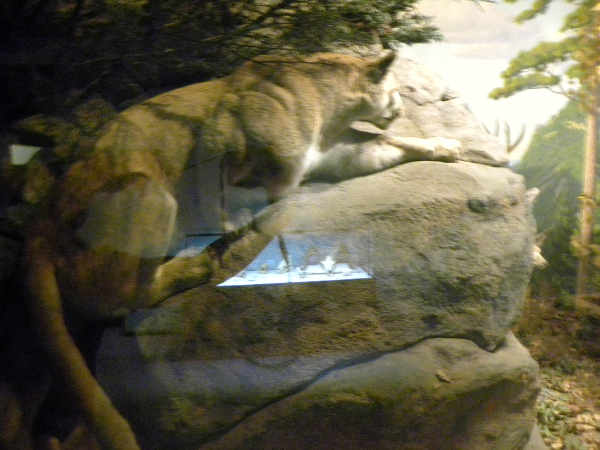 Philadelphia — part one. We are at the museum there’s a puma… | by Will ...