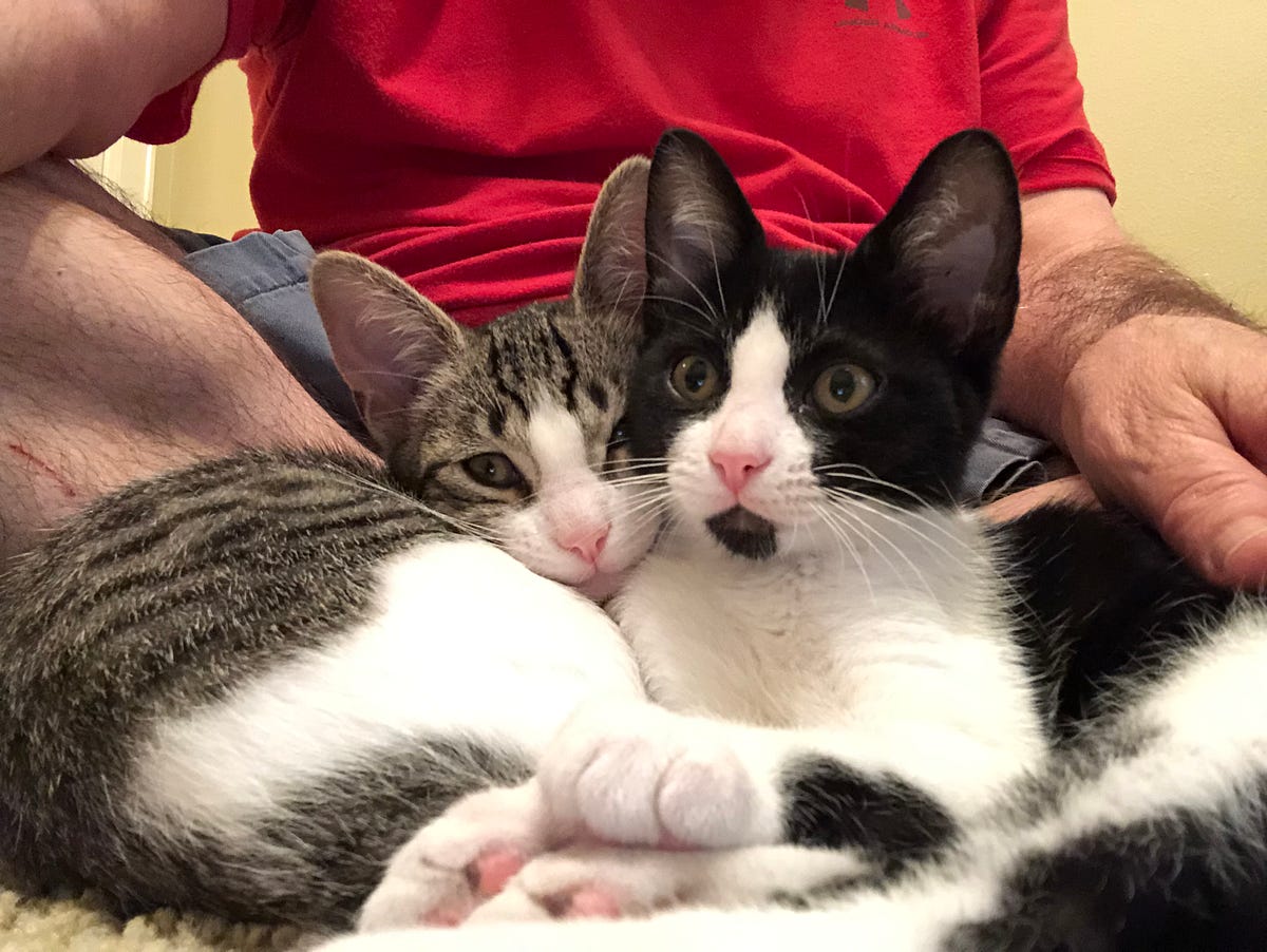 In Honor of National Kitten Day. As all cat people know, there is… | by ...