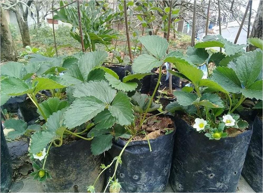 Bibit Strawberry California Super Jumbo — Buah Garut | by Lestia ...