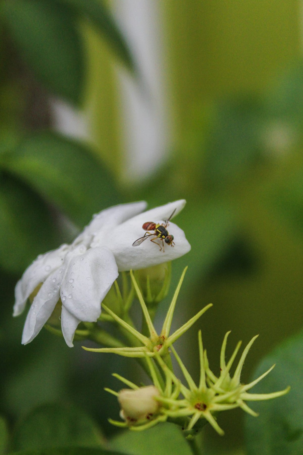 The Irresistible Proust Effect -A Sweet Fragrance That Transcends ...