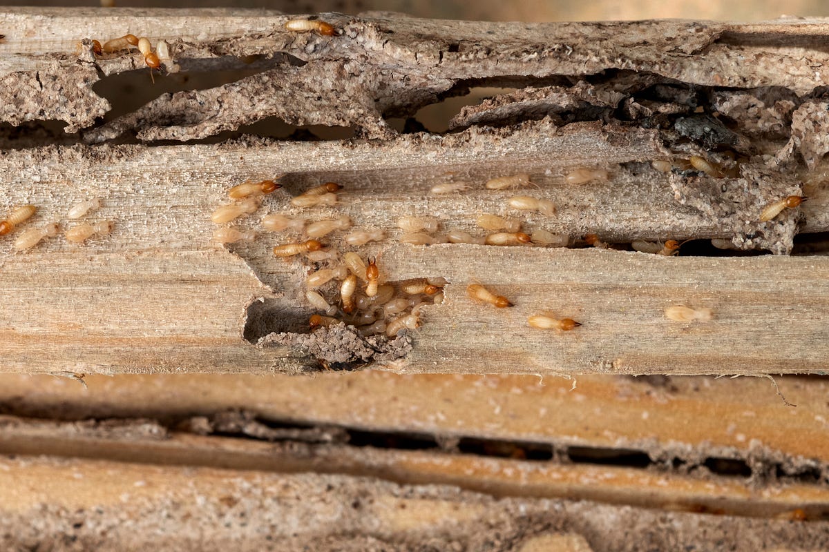 Termites in Winter Are Still A Problem | by Doctor Pest | Medium