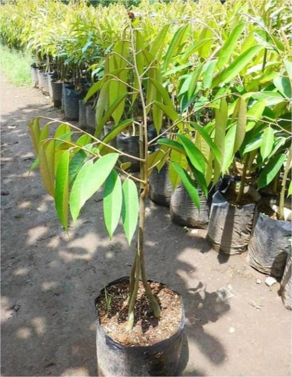 Bibit Durian Duri Hitam Kaki 3 Okulasi Kualitas Unggul Kuningan | by Joyokarto Florist | Medium