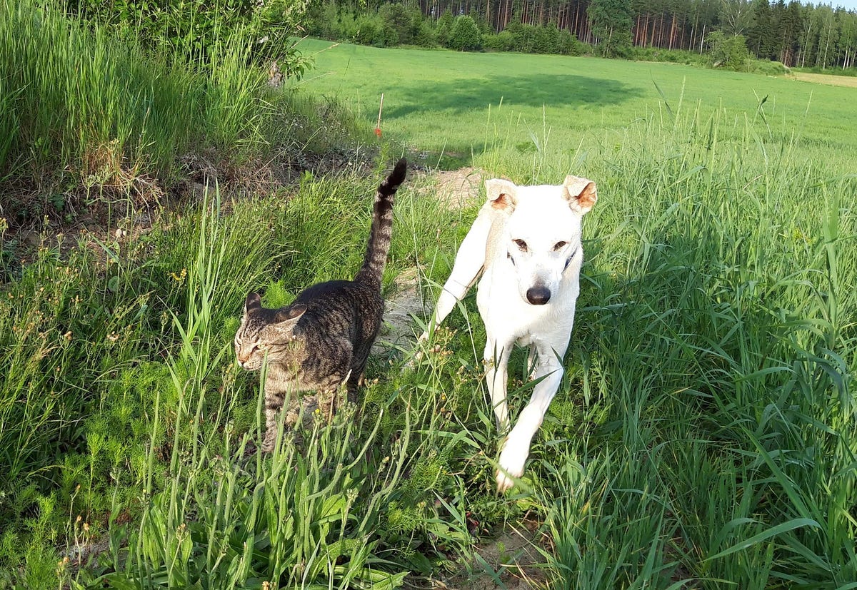How Galen Myotherapy Was A Game-Changer For My Senior Dog | by Susan Nilson | Founder @ The Cat ...