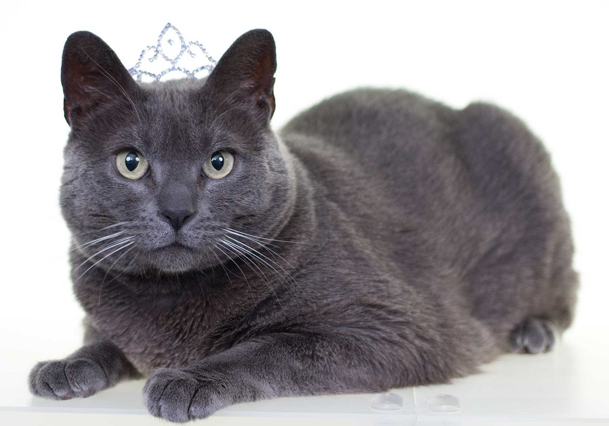 There She Is, Miss Amrowica!. Fairest of the fur she isn’t. | by Carl ...