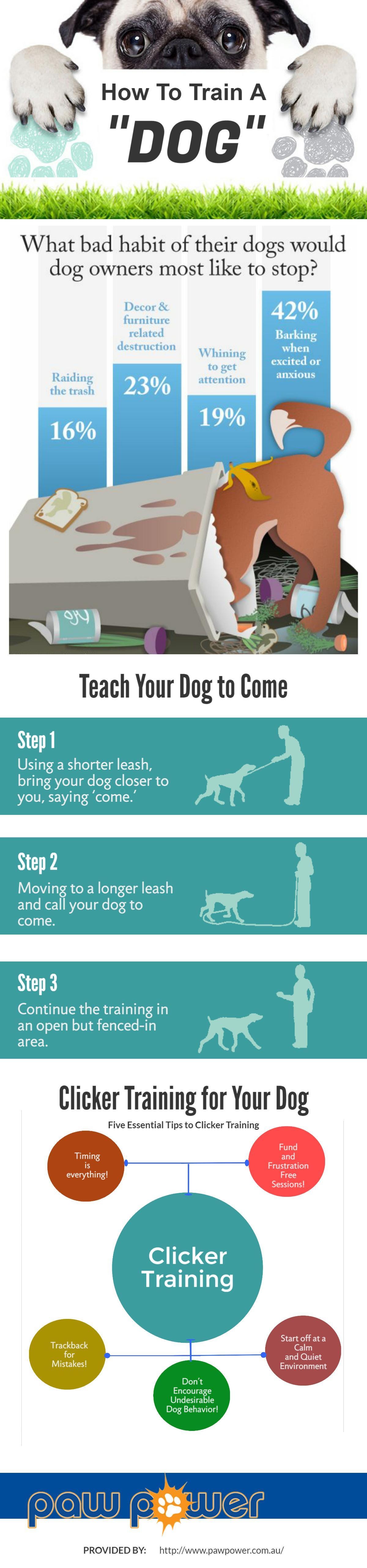 How to Train a Dog. The following infographic is designed… | by ...