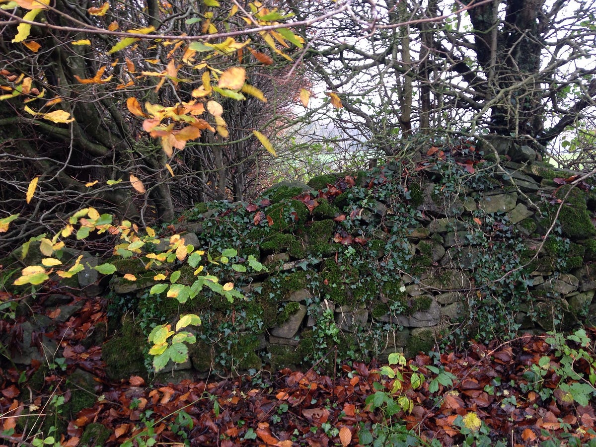 Autumn’s Audit. The trees drop leaves Wind sweeps them… | by Somewhile ...