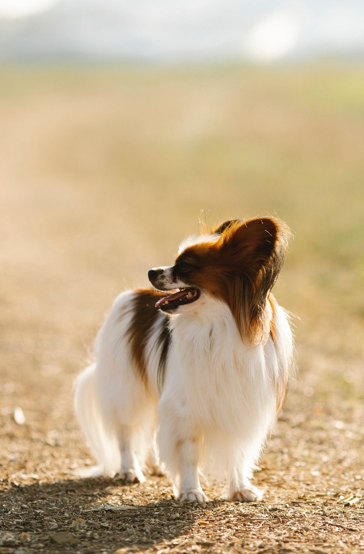 BEST DOG FOOD FOR PAPILLONS - Dogfoodbar - Medium