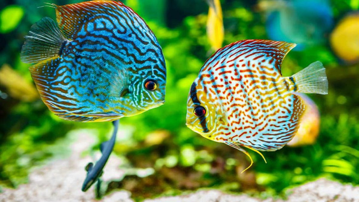 How to take care of ornamental fish in an aquarium to stay healthy | by Irma Leavitt | Medium
