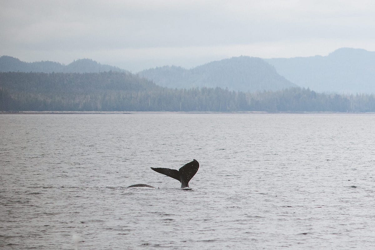 Inside Me There Are Two Whales | by Laura Holcomb | Jan, 2024 | Medium