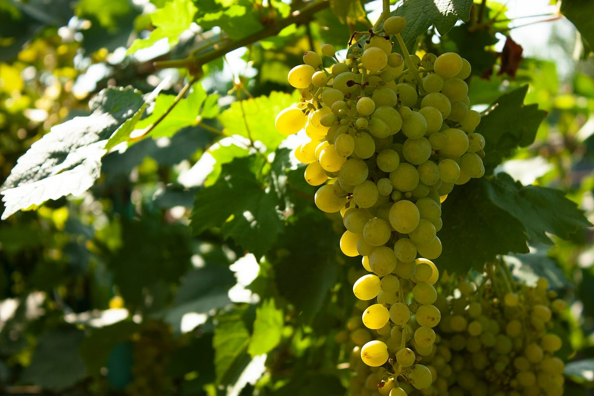 Our Grapes of Wrath. How John Steinbeck’s Grapes of Wrath… | by Mind ...