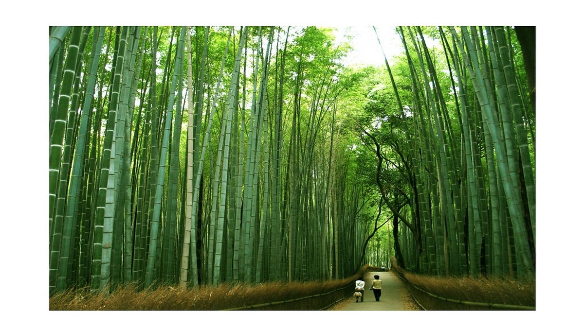 Lesson Chinese Bamboo Tree!. A few years ago, I listened to Leslie ...