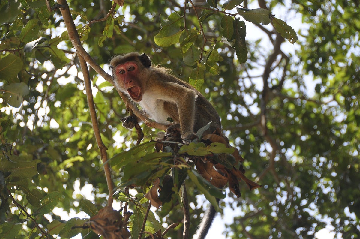 Monkey Gangsters are Wreaking Havoc in Japan | Medium